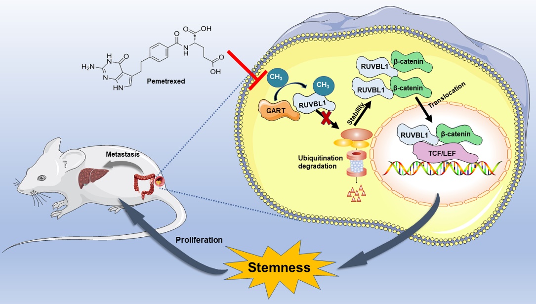 南京中医药大学科研动态——杨烨、顾春艳教授团队在Advanced Science和Journal of Experimental ...