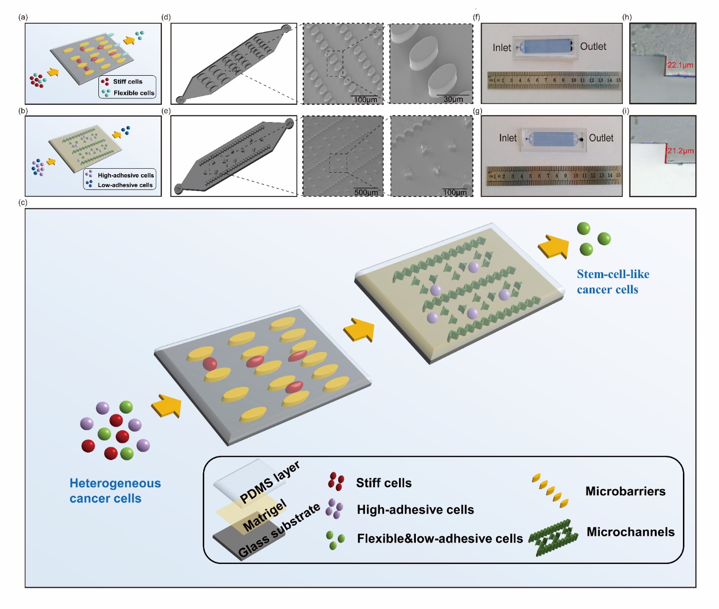 南京中医药大学科研动态——韩欣教授团队发表肿瘤干细胞分选新方法以及靶向CSCs药物筛选的研究成果