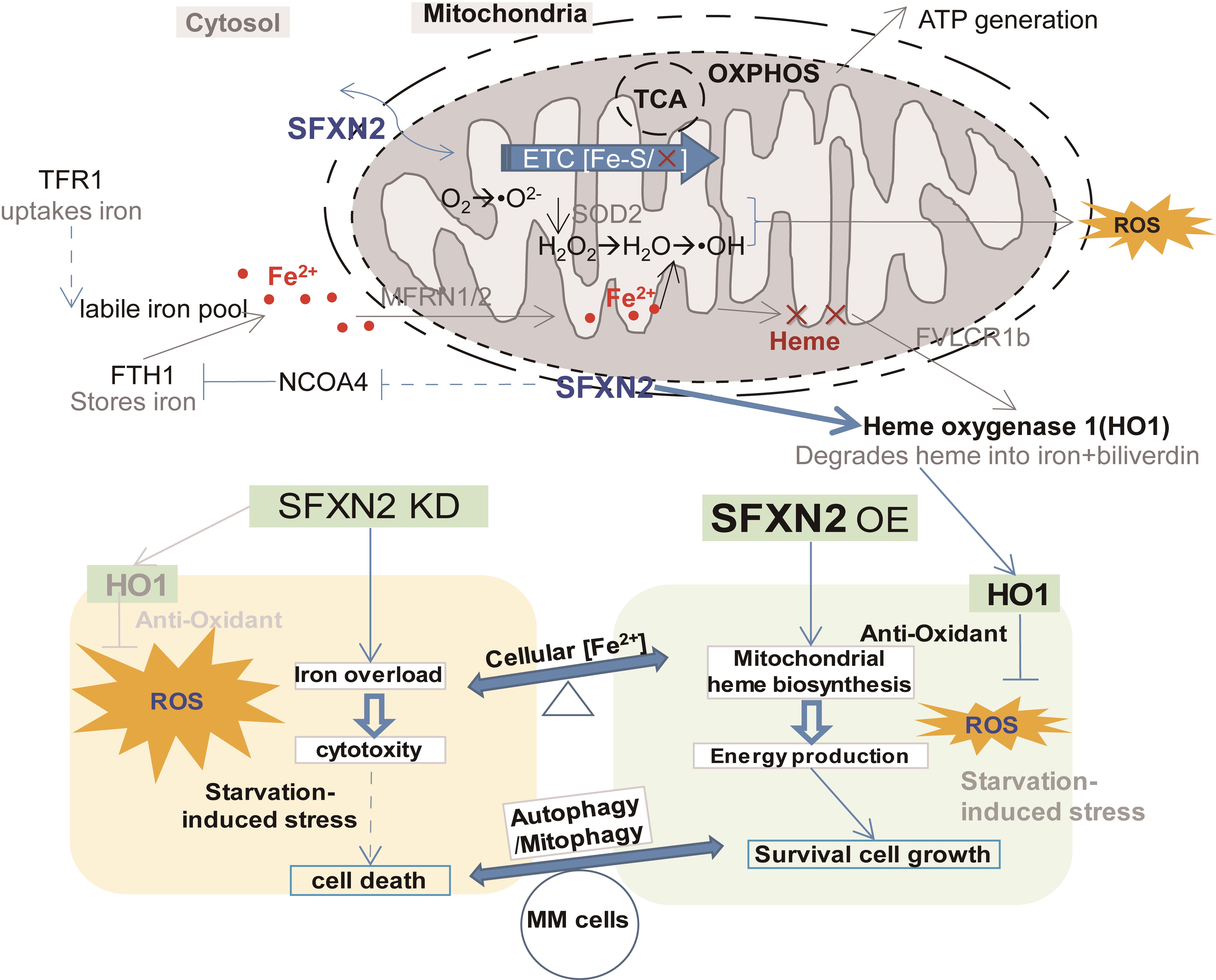 南京中医药大学科研动态——杨烨、顾春艳教授团队在Cancer Communications和Cell Death & Disease发表骨髓瘤 ...