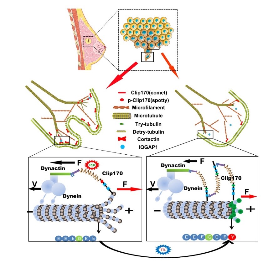 南京中医药大学科研动态——郭军教授团队在Theranostics和Cell Death & Disease发表连接蛋白结构张力最新研究成果